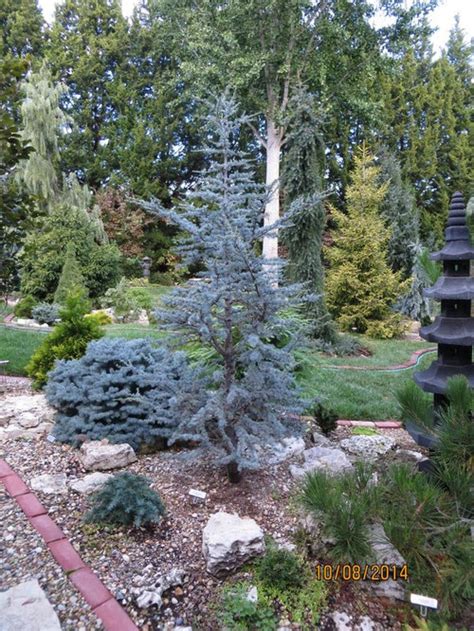 Cedrus Libani Horstmann 2 Copaceiro Pepiniera Zalău