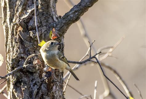 Ruby Crowned Kinglet Range