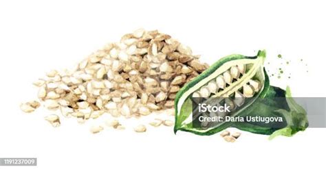 씨앗 참깨 녹색 포드 흰색 배경에 격리 된 수채화 손으로 그린 그림 깨에 대한 스톡 벡터 아트 및 기타 이미지 깨 수채화 씨앗 Istock