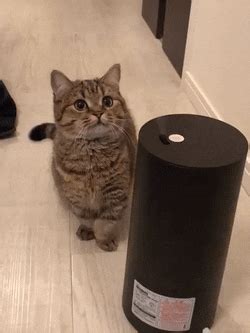 Standing Up Cute Cat  Wiffle