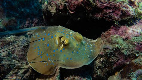 How Do Fish Have Sex The Wild Sex Lives Of Blue Spotted Ribbontail Ra