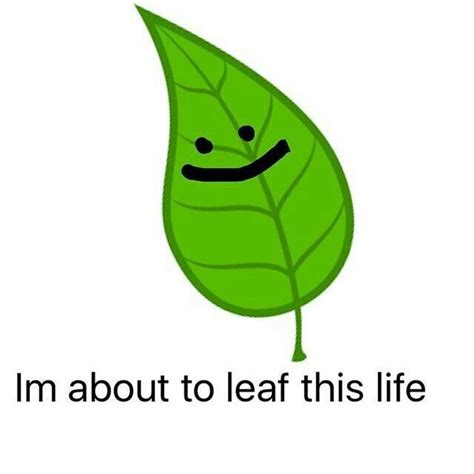 Bird Leaf Memes