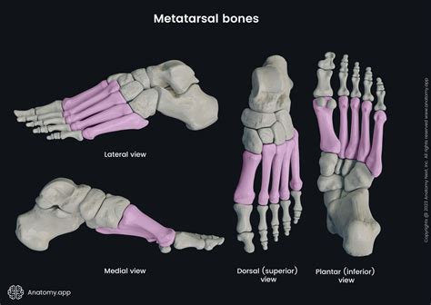 Metatarsal Bones Anatomyapp