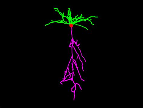Detailed Cell Information T118neurona40xtiletracerk
