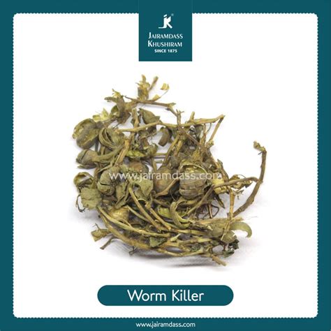 Worm Killer Herb Aristolochia Bracteata Herbs Jk Botanicals