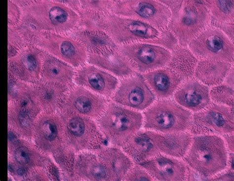 Keratinocyte Stem Cells An Overview