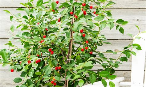 Pre Order Dwarf Cherry Wowza 1 Plant Groupon