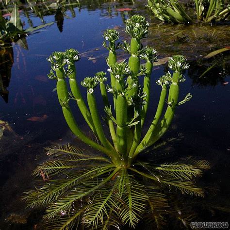 Hottonia Inflata American Featherfoil Flowgrow Aquatic Plant Database