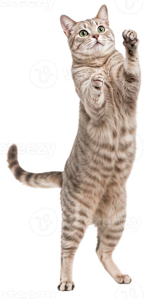 Tabby Cat Standing On Its Hind Legs With Its Front Paws Raised Isolated