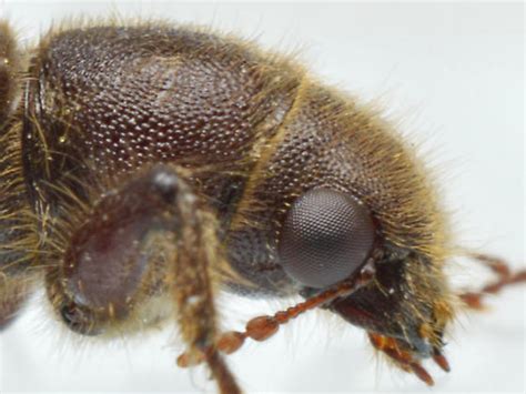 Melalgus Plicatus Bugguidenet