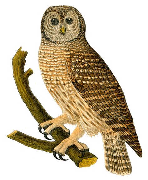 Barred Owl Illustration Natural History Art And Identification Guide