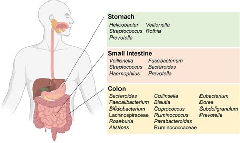 Dominant Bacterial Genera Or Families Across The Human Download