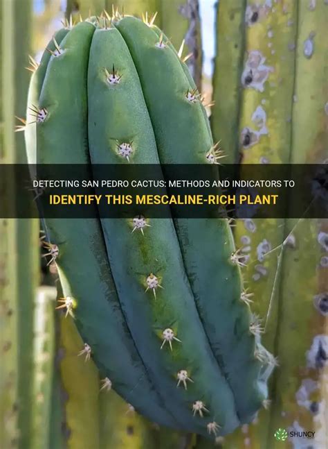 How To Detect San Pedro Cactus Identification Tips And Key Features