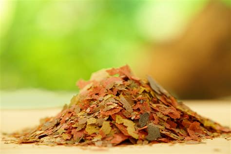 Marbled Catfish Comprehensive Care Guide Year