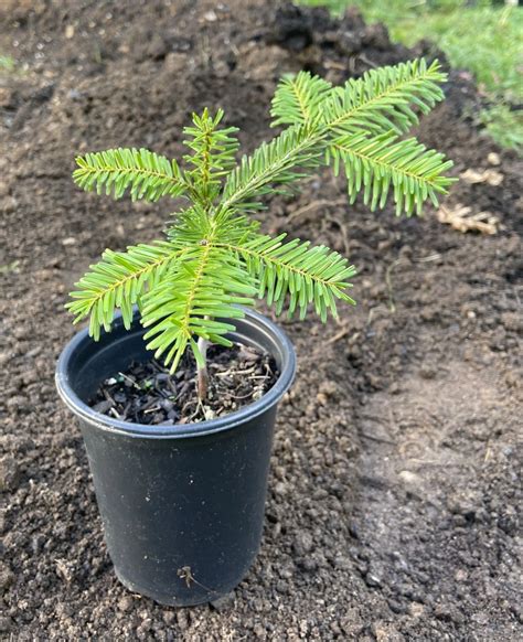 Nordmann Fir Seedlings 2 Inch Containers