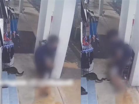 Male Teenager Caught Humping A Cat In Bukit Panjang Arrested Police Today