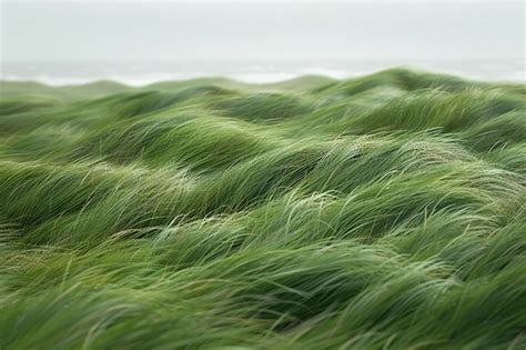 A Detailed Texture Of Grass Waves Captured In High Resolution The Grass