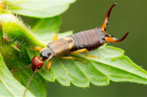 How To Identify Remove And Prevent Earwigs Orkin Canada
