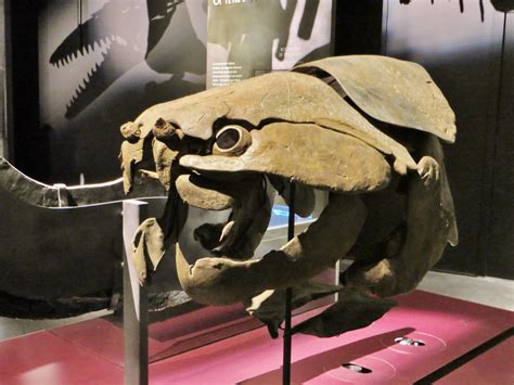 Dunkleosteus Fact Sheet Cswd
