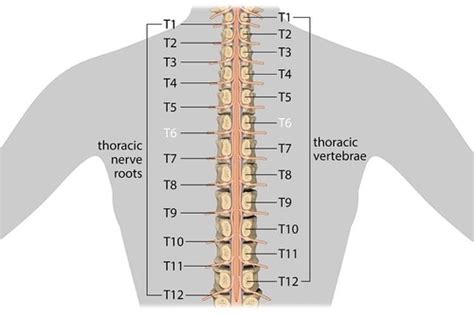 Mod 2 Anatomy Review Flashcards Quizlet