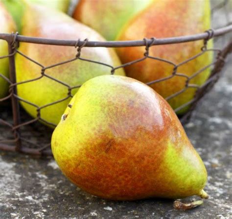 Seckel Pear Recipes Ideas Eatwell101
