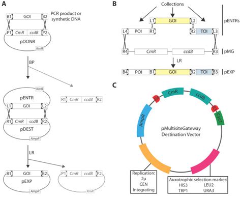 Schematic Overview Of Multisite Gatewaytm Cloning And Properties Of Schematic Overview Of Multisite Gatewaytm Cloning And Properties Of
