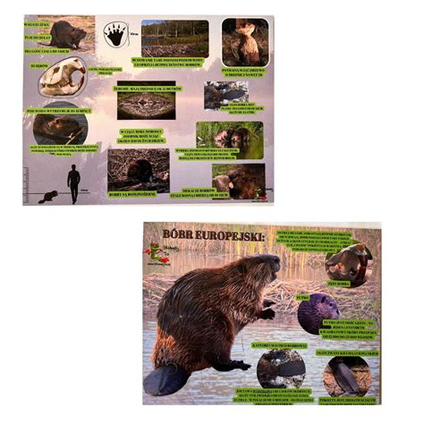 Sekrety Bobra Układanka Drewniana Edukacja Leśna Ciekawostki O Bobrze Inna Marka Sklep