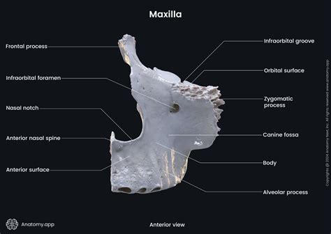 Maxilla Anatomyapp