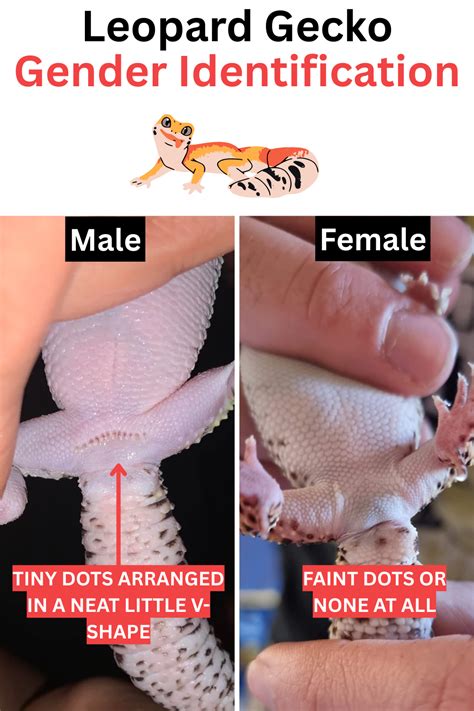 How To Tell If Your Leopard Gecko Is Male Or Female Easy Guide