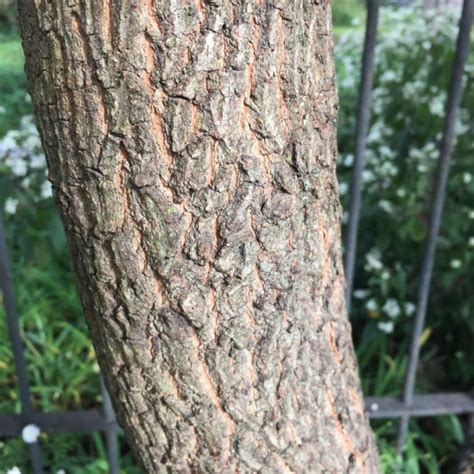Diospyros Virginiana Common Or American Persimmon