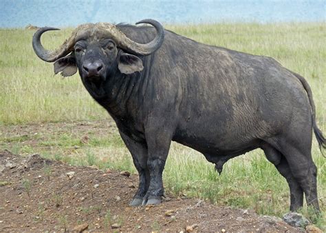 Water Buffalo Majestic African Animal