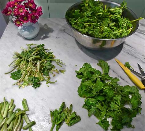 Cow Parsnip Edible All About Cow Photos Cow Parsnip Edible All About Cow Photos