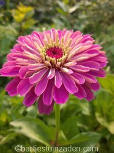 Zinnia Liliput Mix Roze Bartjestuinzaden