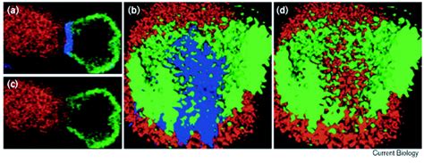 Exclusion Of Cd45 From The T Cell Receptor Signaling Area In Antigen