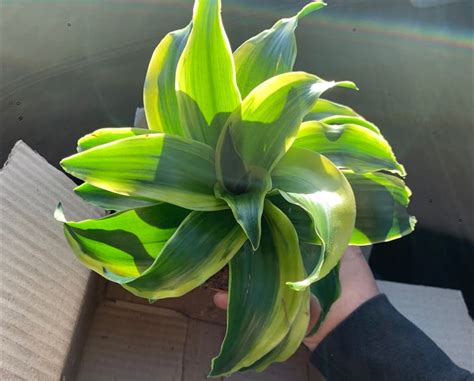 10 Benefits Of Having A Basket Plant