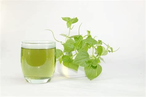 Peperomia Pellucida Harbal Tea Also Known By Pepper Elder Shining