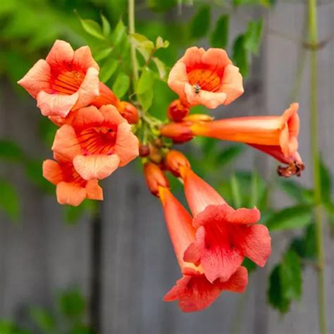 آموزش قلمه زدن و تکثیر پیچک اناری کابوک