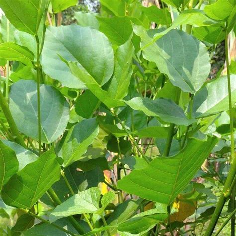 Daun Dadap Segar Daun Serep Dadap Serep 25 Lembar Lazada Indonesia