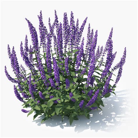Salvia 3d Models Download Free3d