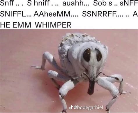 Bug Profile Pictures Bug Oc Design Beetle Fursona Bug Person My