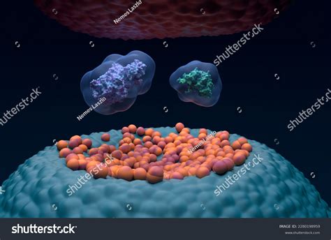 Cyclooxygenase Enzyme Cox 1 Cox 2 Prostaglandin Endoperoxide Synthase