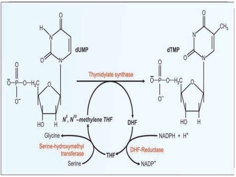 Nucleotide Chemistry And Metabolism Ppt