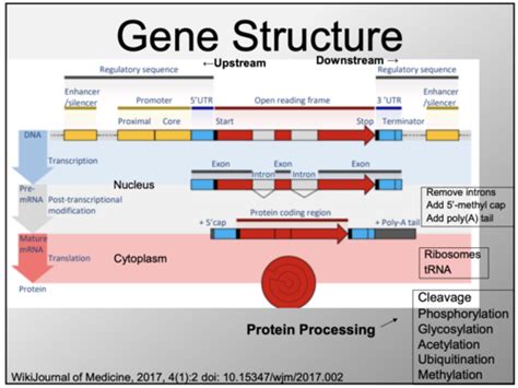 Cell Bio Review Flashcards Quizlet