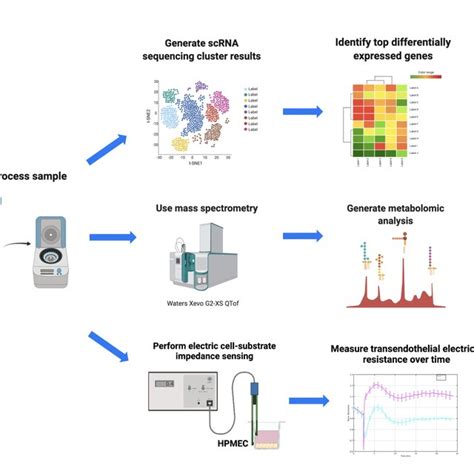 Experimental Workflow Depicting The Multiple Analyses Performed On