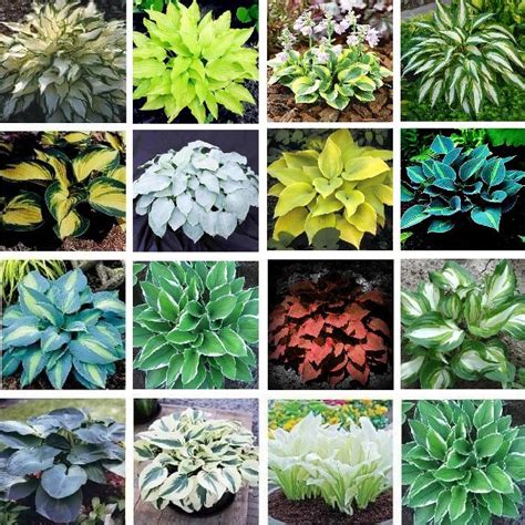 Multi Varieties Hosta Seeds Ground Cover Plant 100pcspack Ground