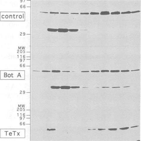 Among Proteins Of The Snare Complex Only Free Syntaxin Interacts With