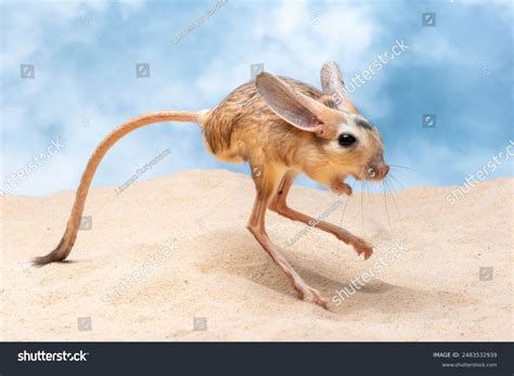 Long Eared Jerboa Spotlight On Mongolian Animals Nature