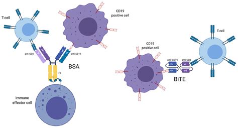 Bispecific Antibodies Comparison To Bispecific T Cell Engager Bites Download Scientific