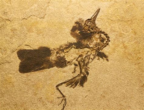 52 Million Year Old Fossilized Bat Skeletons Reveal New Species And