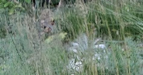 Yah Know Those We Bought A So And So Domicile And Found A Safe Found A Skunk Living Under The